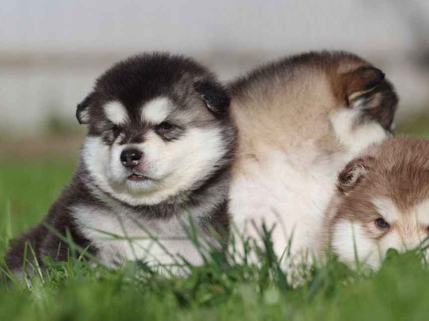 Аляскинский маламут