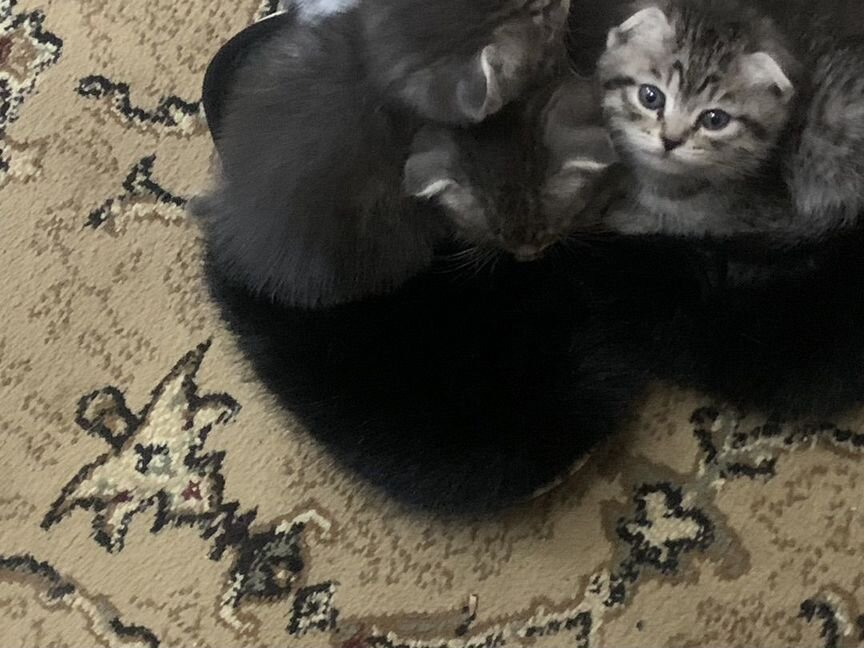 Шотландская