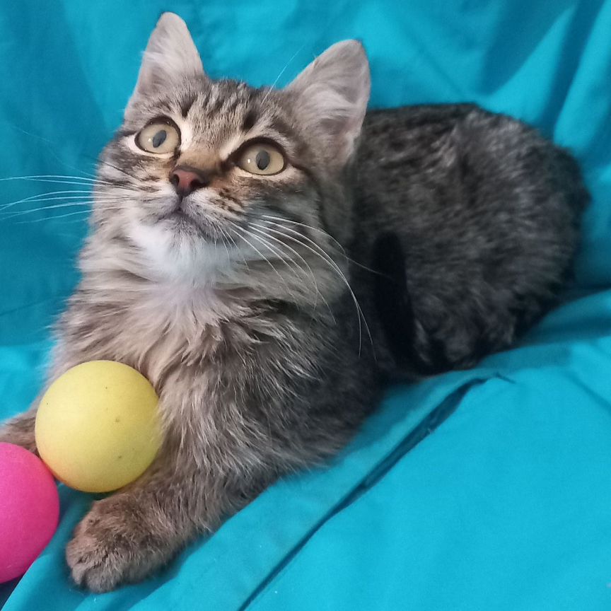 Котёнок в добрые руки