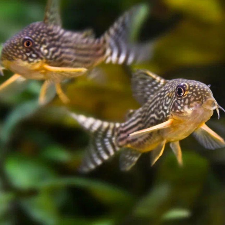 Коридорас штерба - Corydoras sterbae