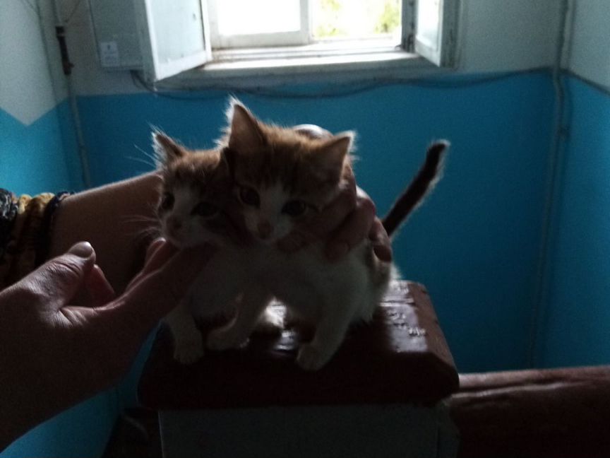 Котята в добрые руки бесплатно