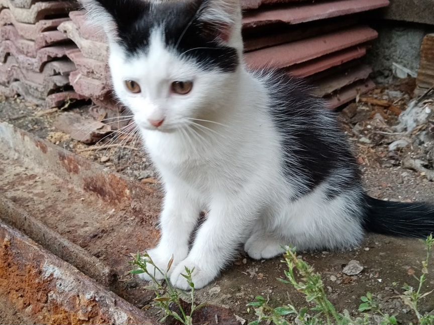 Отдам котенка в добрые руки