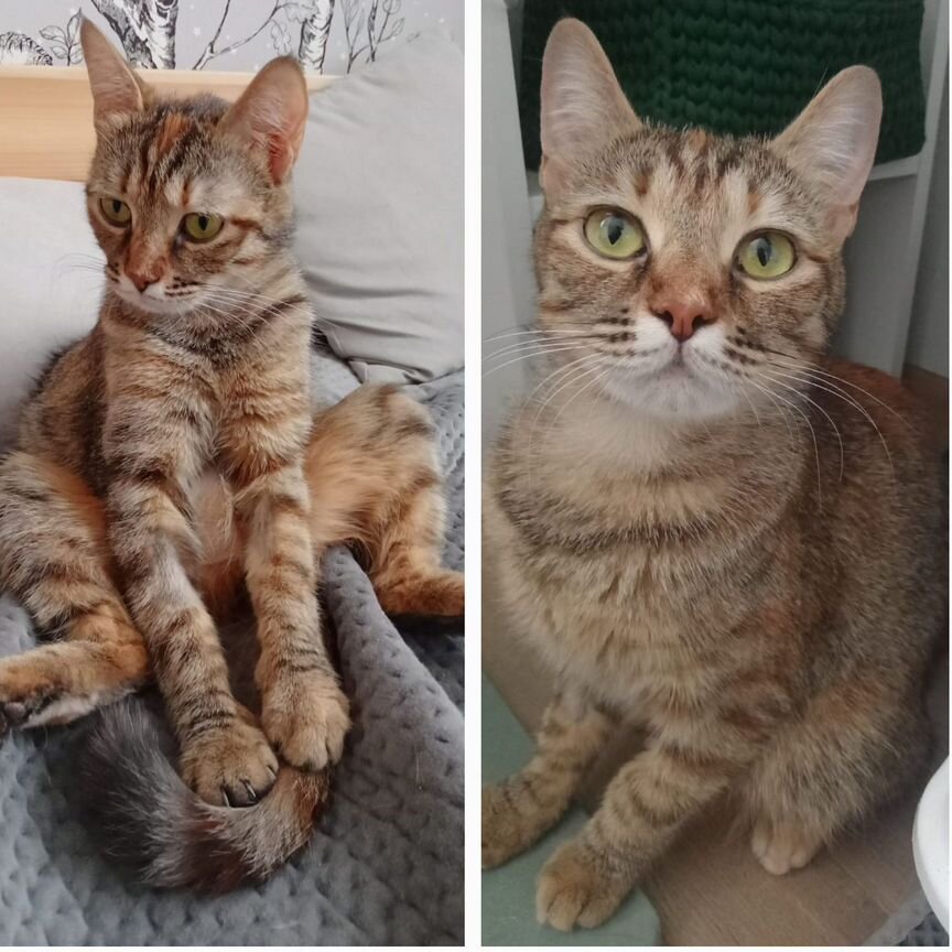 Кошечка в ответственные ручки