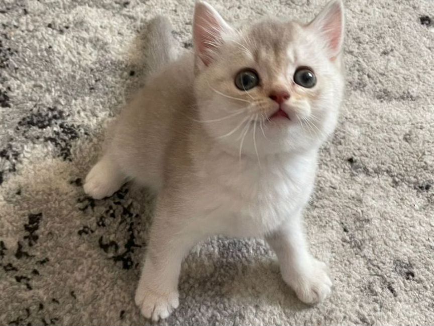 Шотландский котёнок девочка