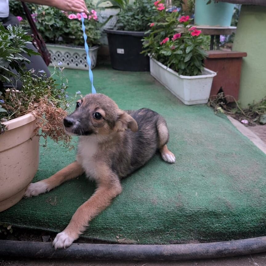 Щенок девочка в добрые руки