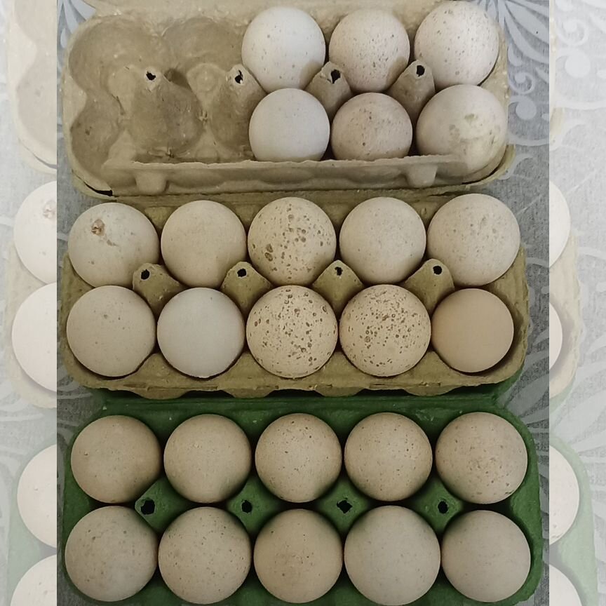 Инкубационное яйцо индейки