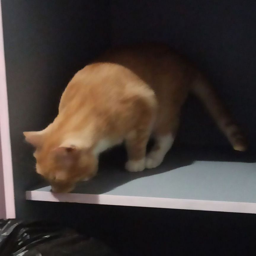 Британский длинношёрстный, взрослый кот