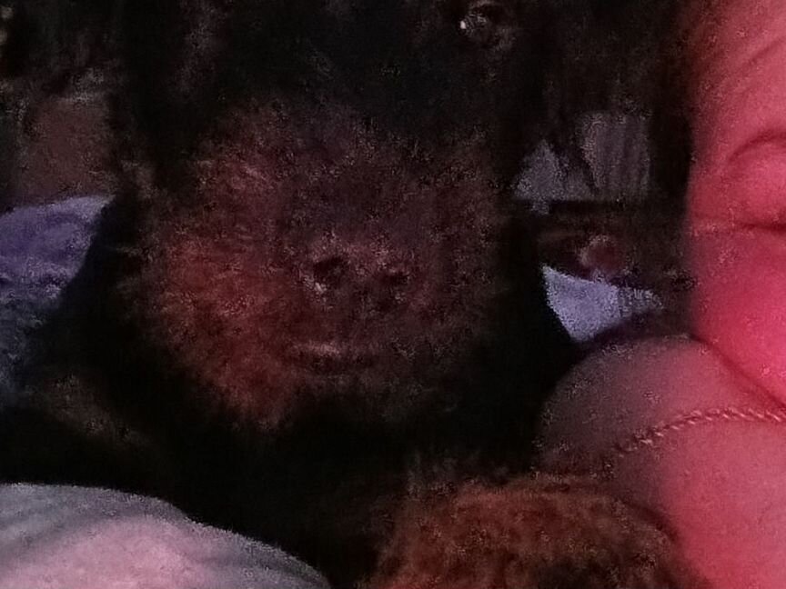 Щенки ягдтерьера