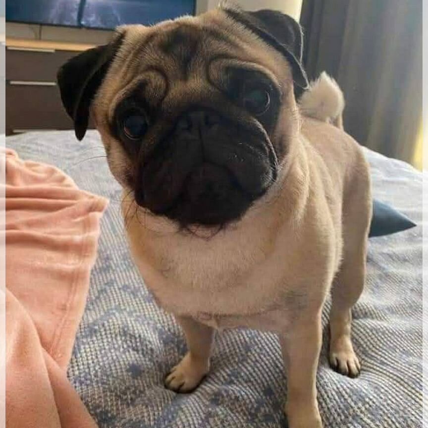 Мопс, щенок