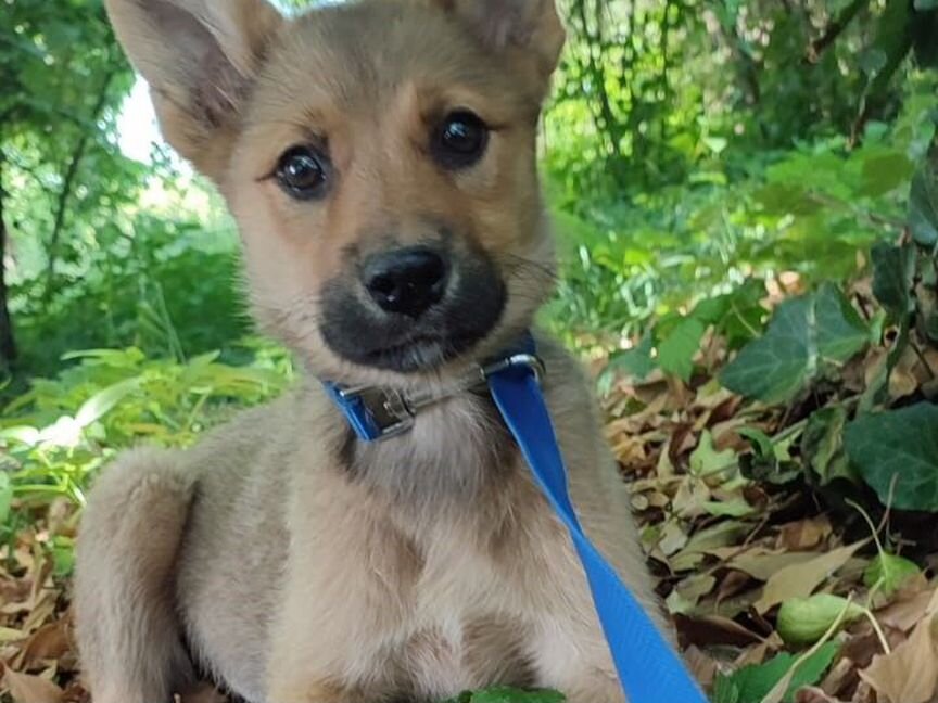 Щенок Айка в добрые руки бесплатно