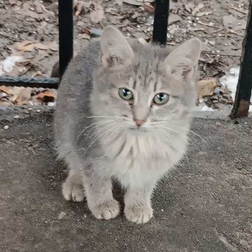 Котёнок в добрые руки