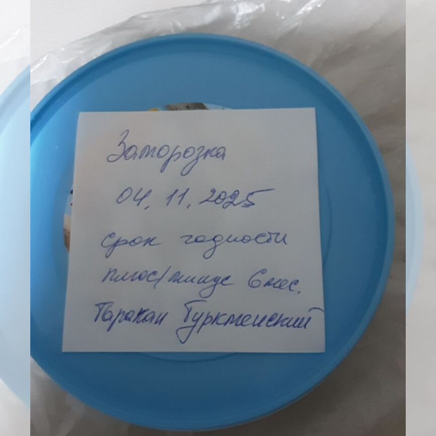 Туркменский таракан заморозка