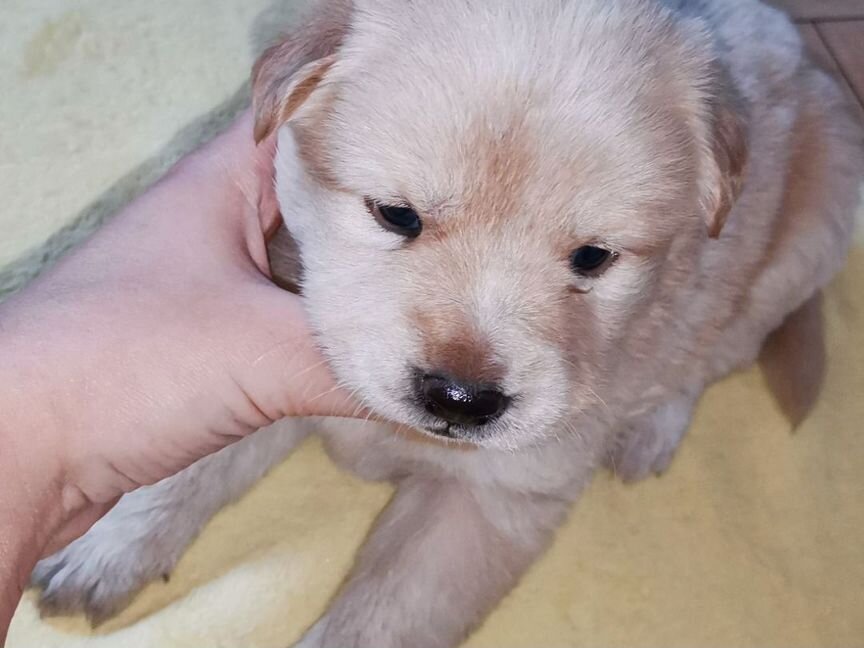 Щенки помесь чау-чау, девочки