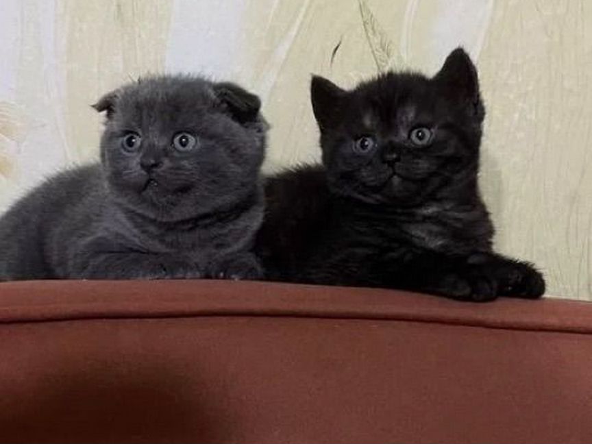 Шотландские котята