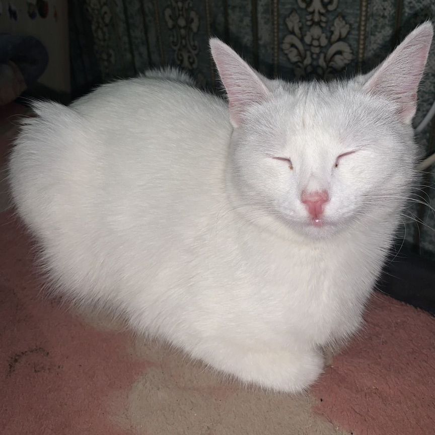 Отдам кошку в добрые руки