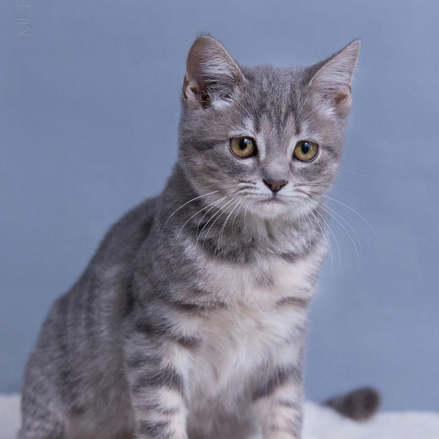 Мультяшный Котенок в добрые руки