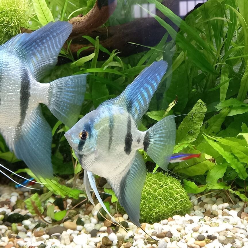 Скалярии голубые (самец и самка)