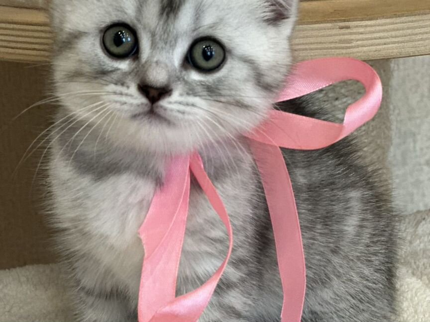 Шотландская