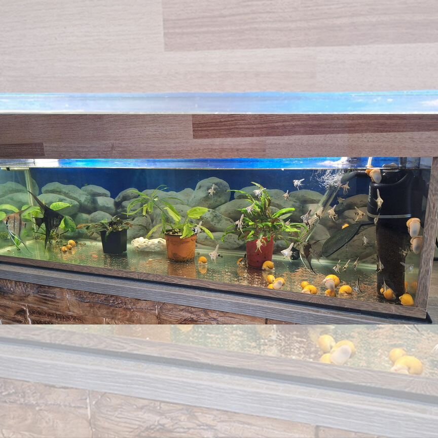 Аквариумные рыбки.Скалярии