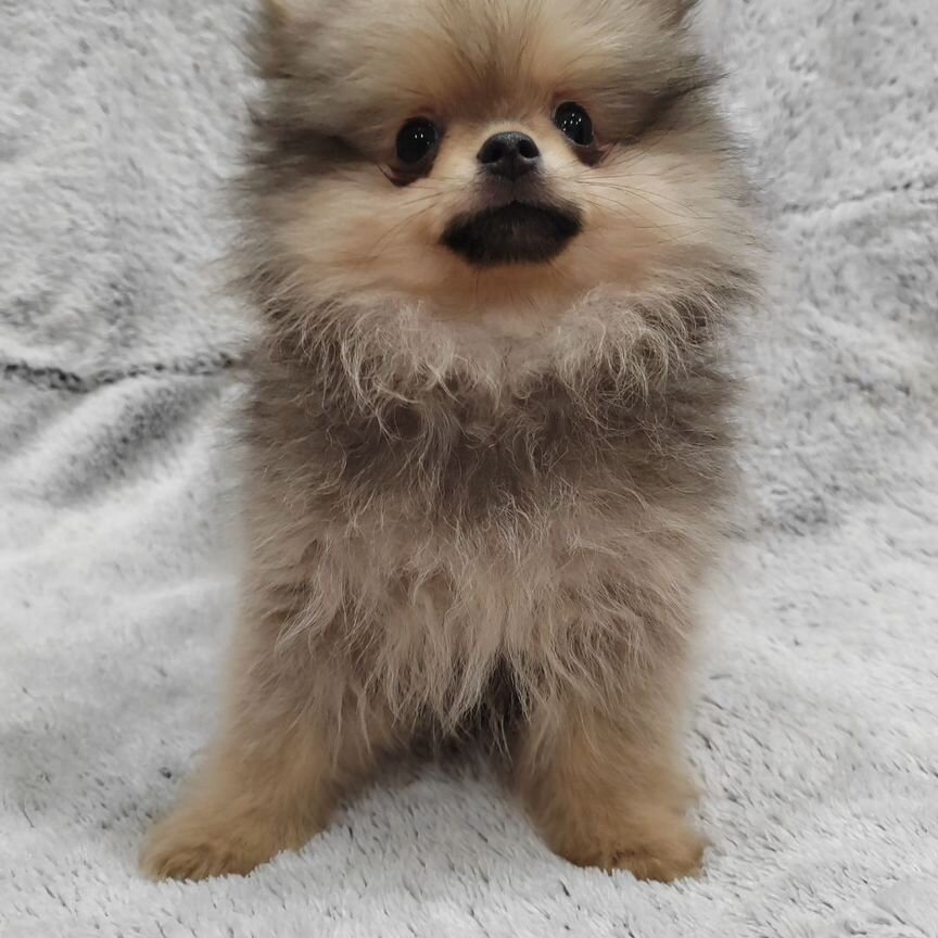 Мини мишка шпиц