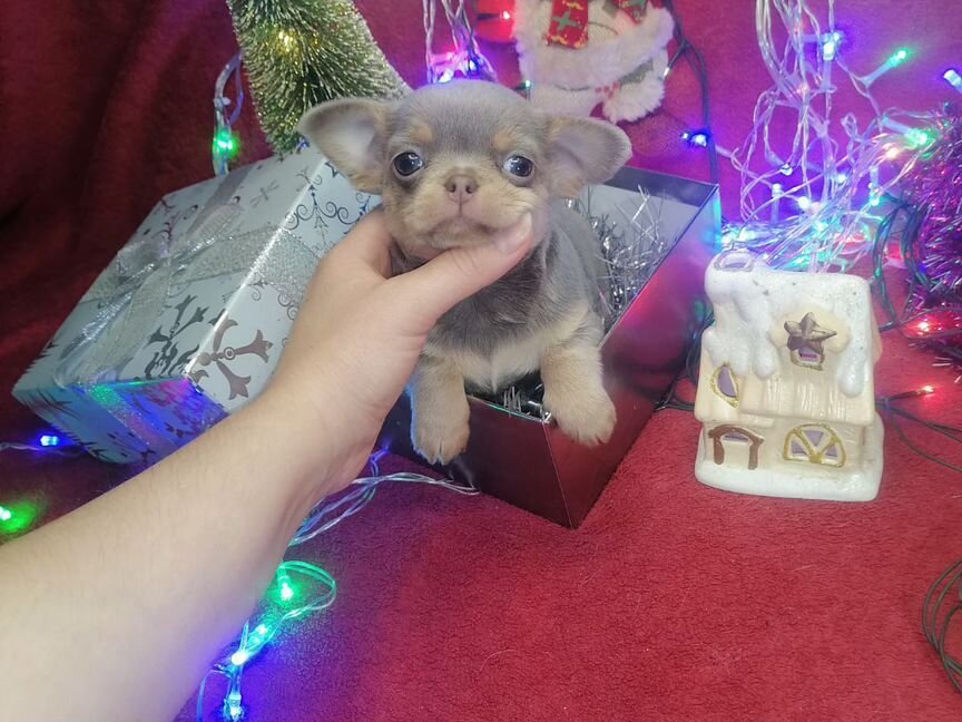 Новогодние подарки