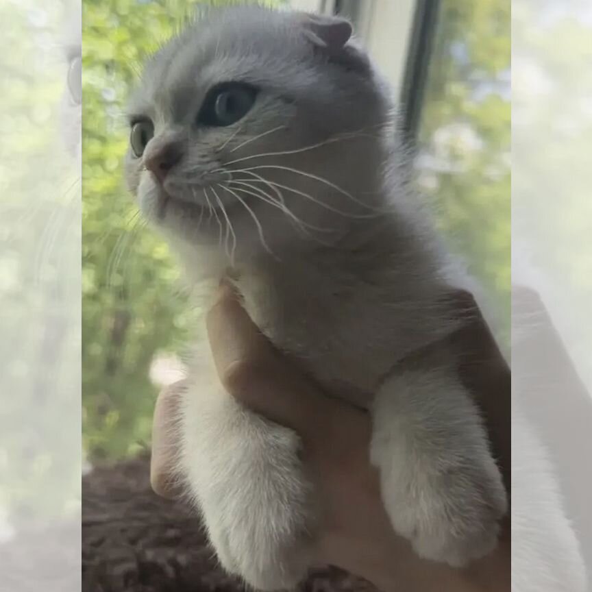 Шотландский вислоухий короткошёрстный котёнок