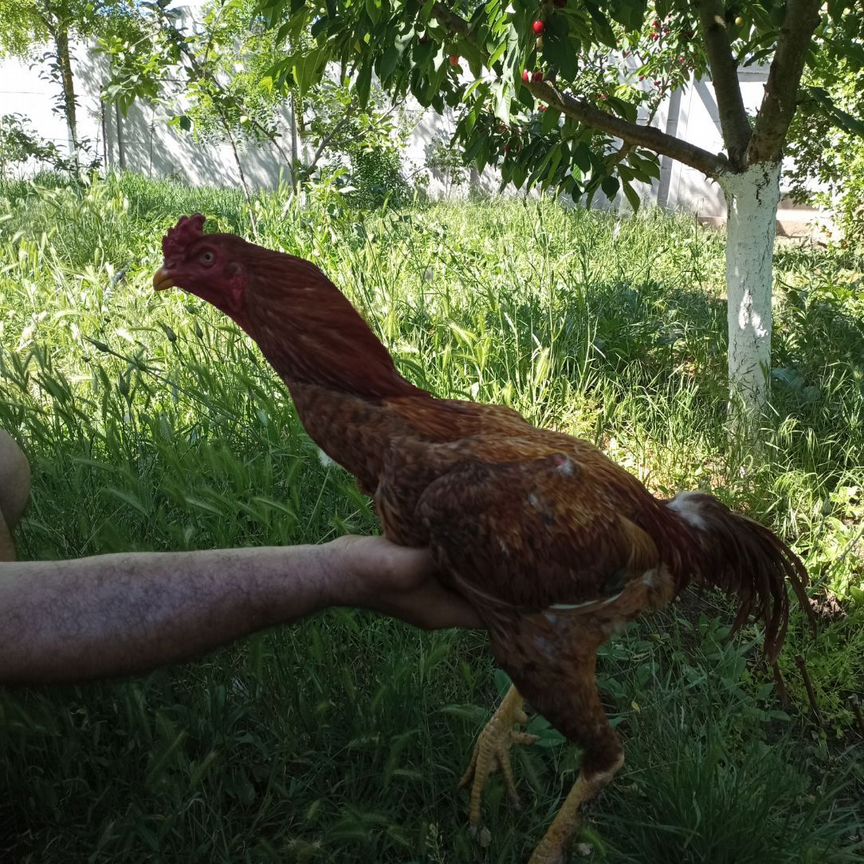 Петушок бойцовый