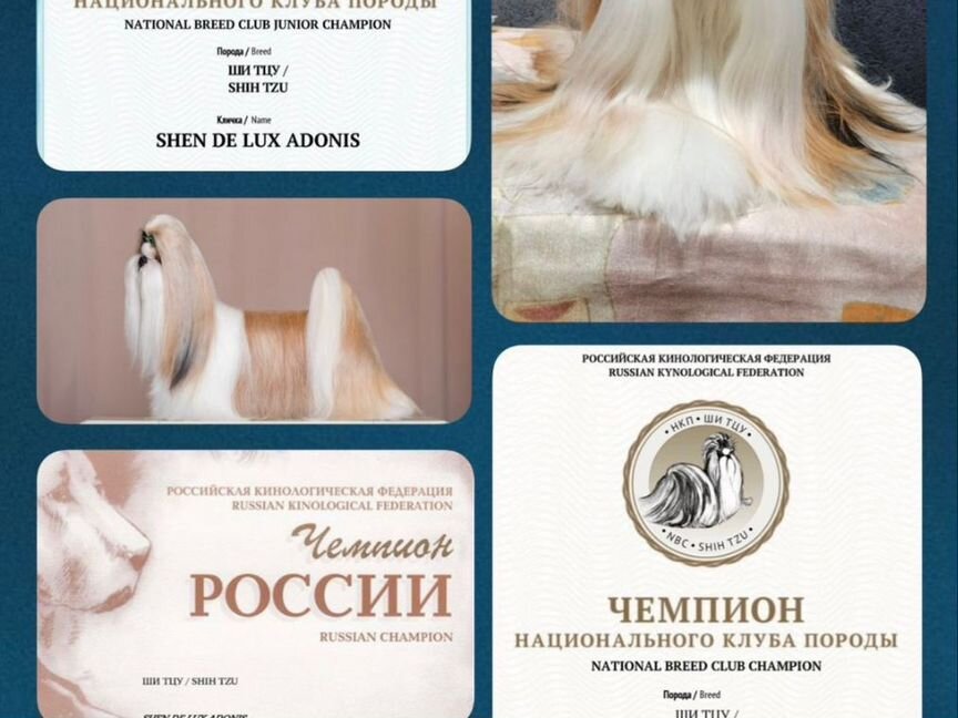 Ши-тцу