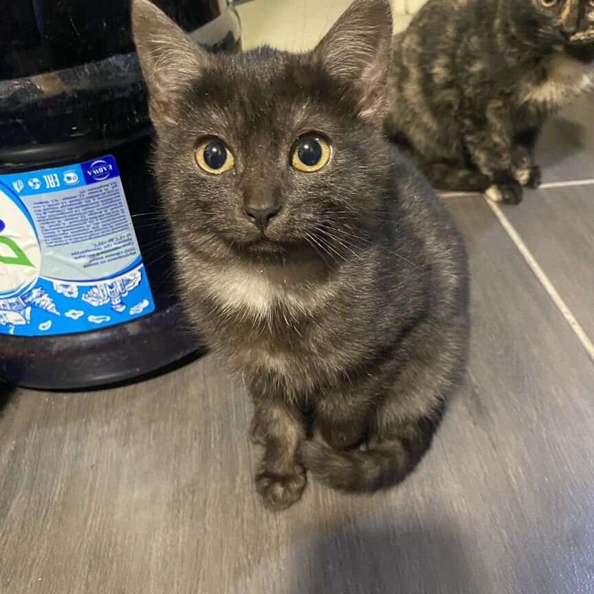 Кошечка в добрые руки