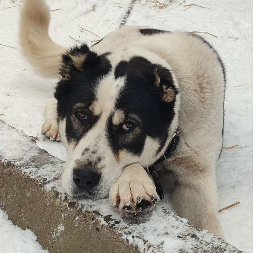 Собака алабай