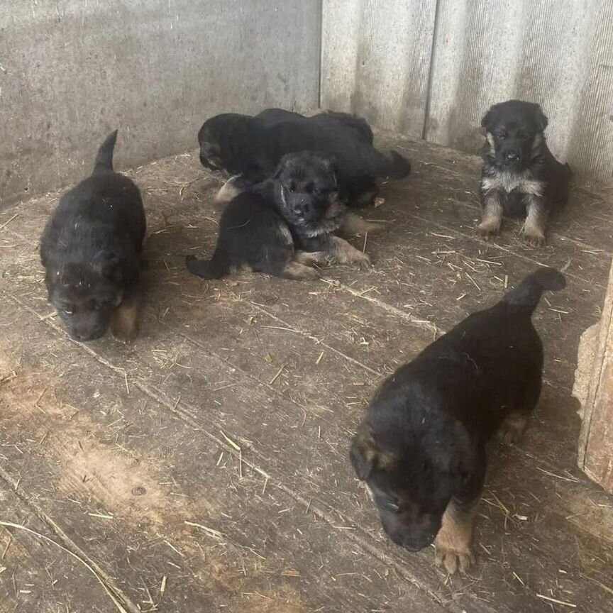 Немецкая овчарка, щенок