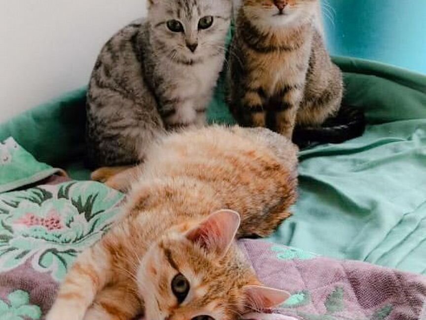 Котята девочки красавицы в добрые руки