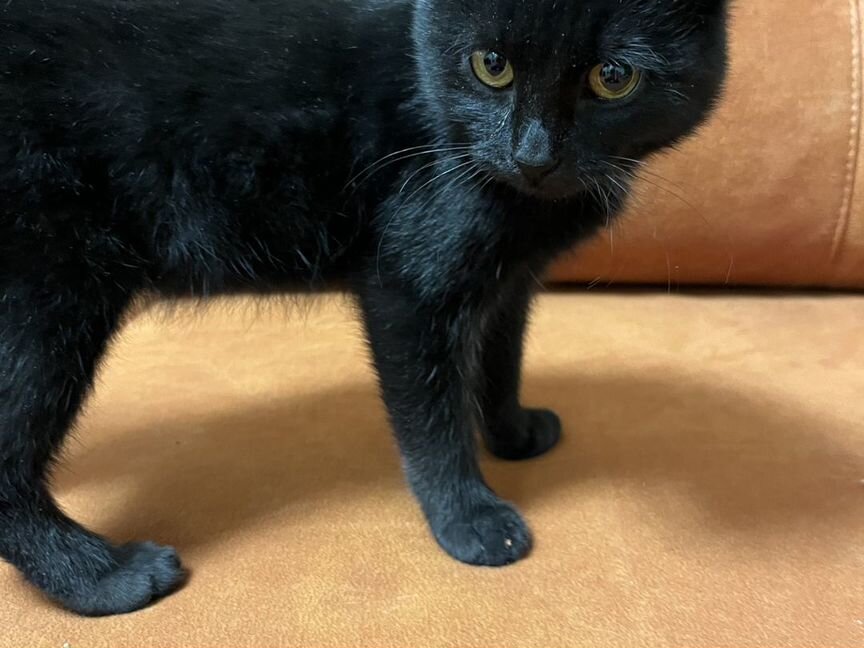 Черная кошечка в добрые руки