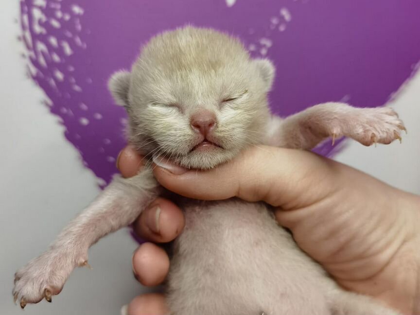 Бурманские котята. Лиловые. Открыты для брони