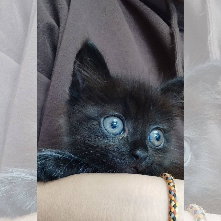 Маленькая кошечка