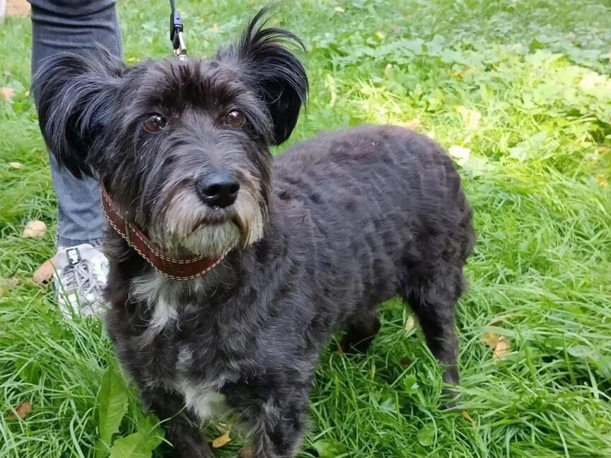 Собака в добрые руки