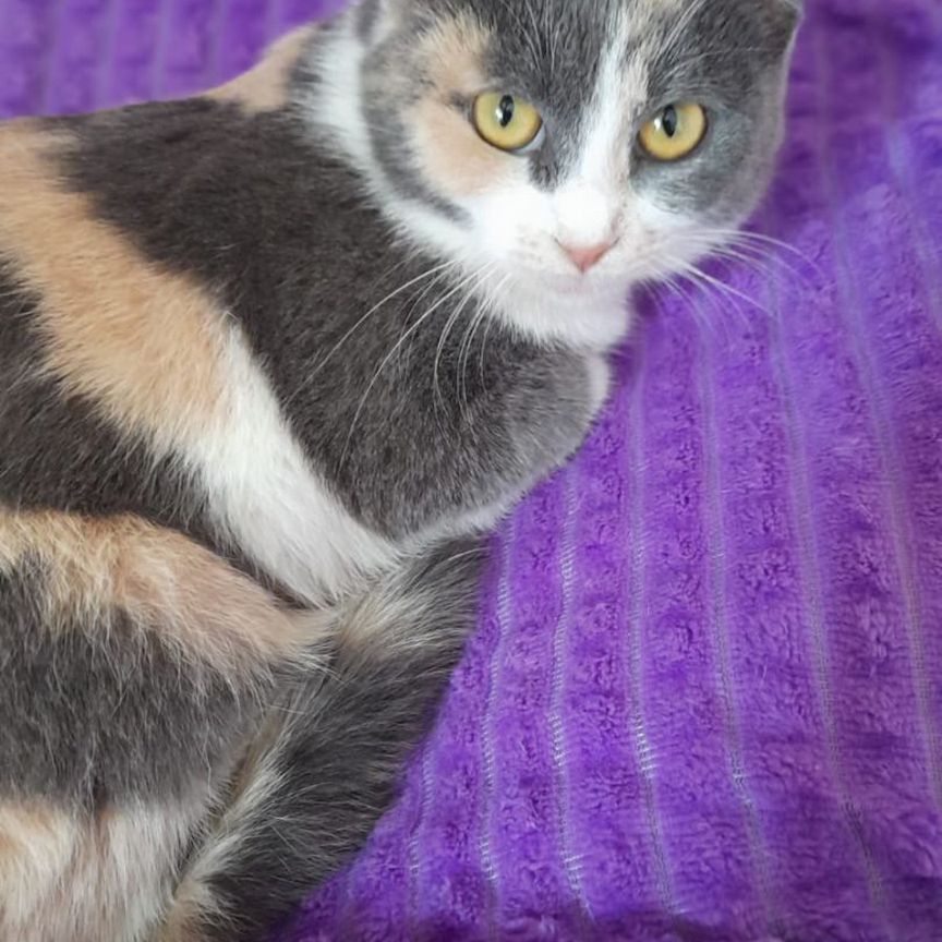 Кира ищет дом