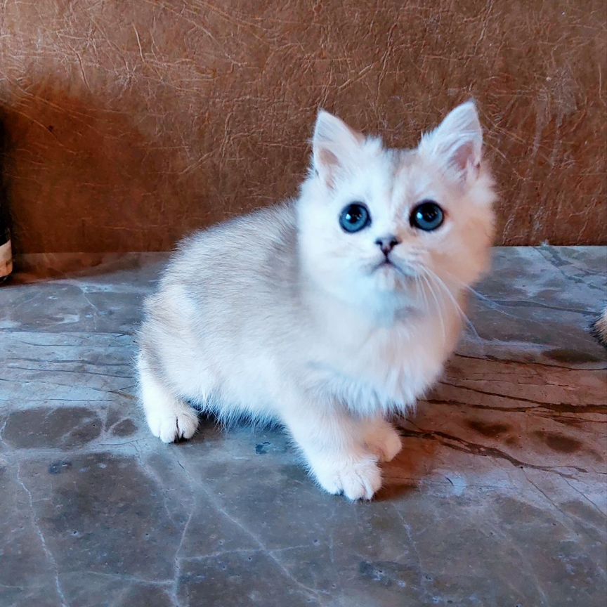 Котики маленькие мальчик