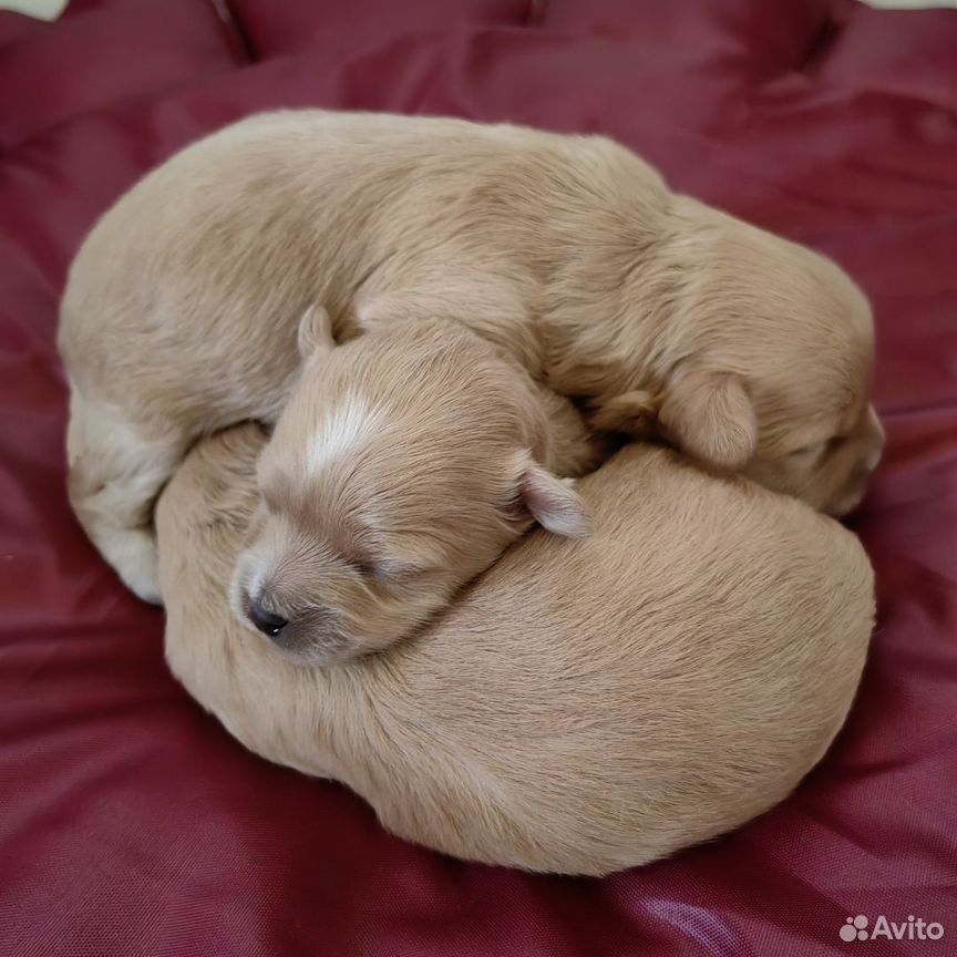 Мальтипу f1 baby фейс