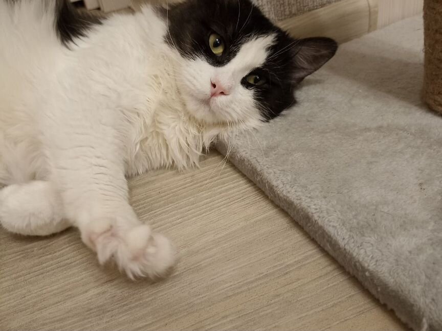 Котенок в добрые руки