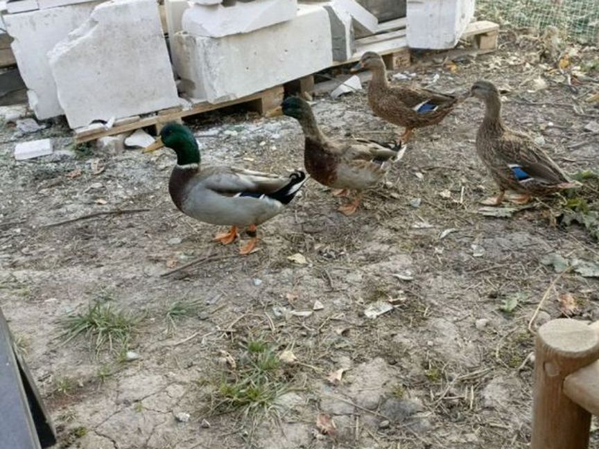 Утки подсадные для охоты