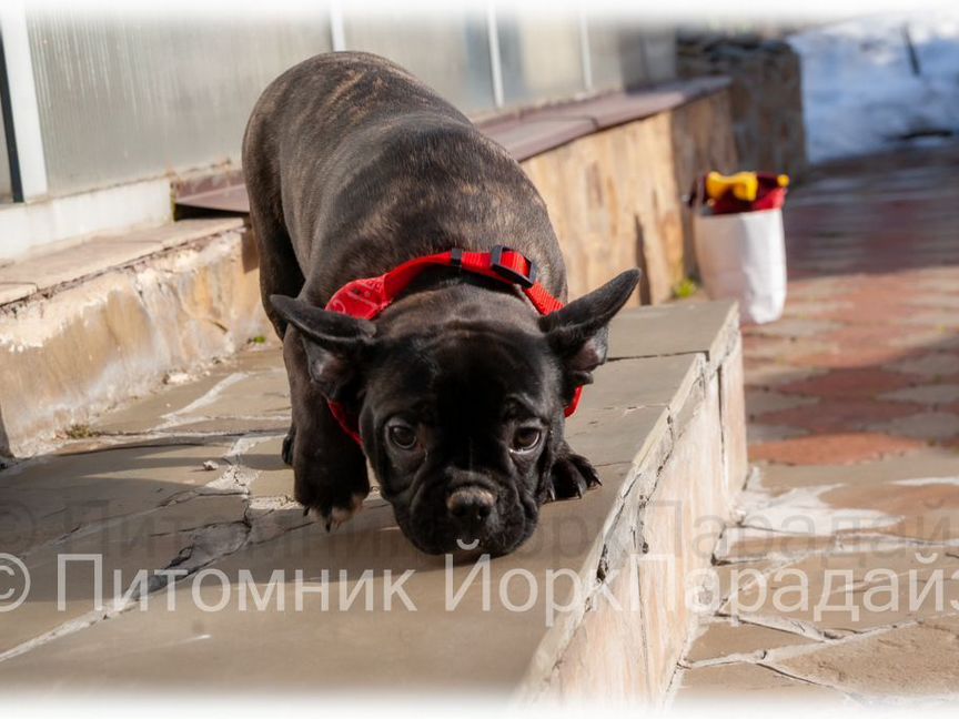 Щенок французского бульдога