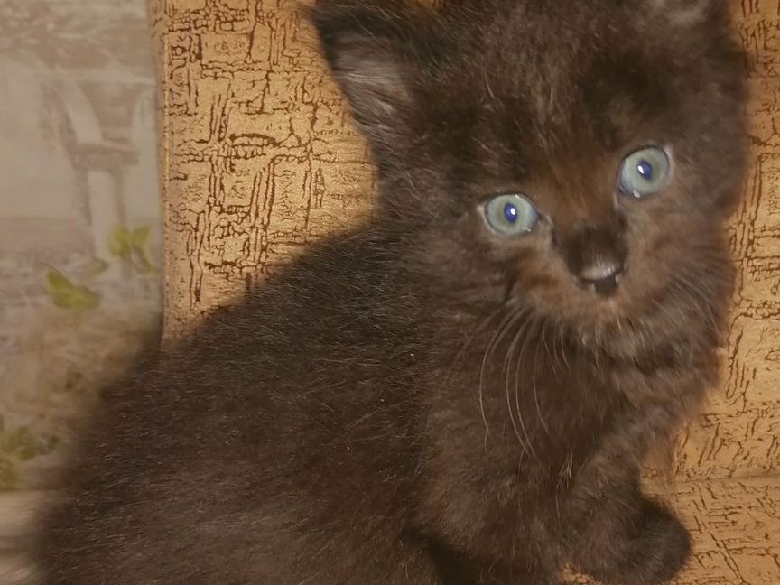 Котёнок мальчик черный
