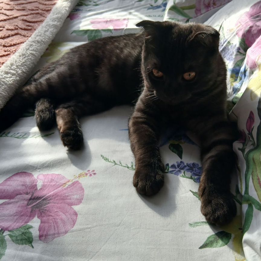 Британский короткошёрстный котёнок