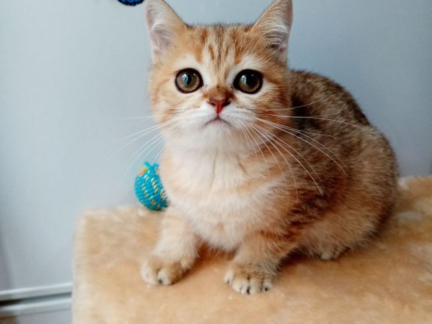 Шотландские золотые котята скоттиш страйт