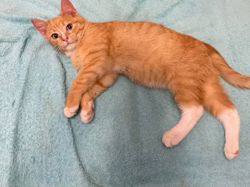 Котёнок в поиске мам и пап