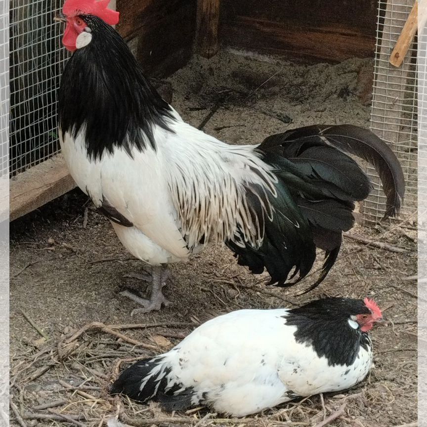 Молодые Петушки на продажу и обмен