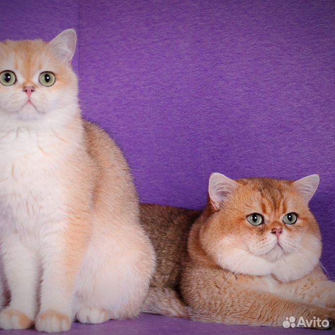 Хочешь такого кота Просто добавь еды