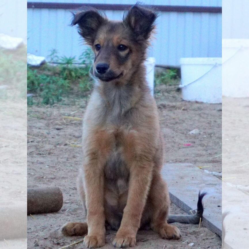 Щенок кобелёк ищет дом