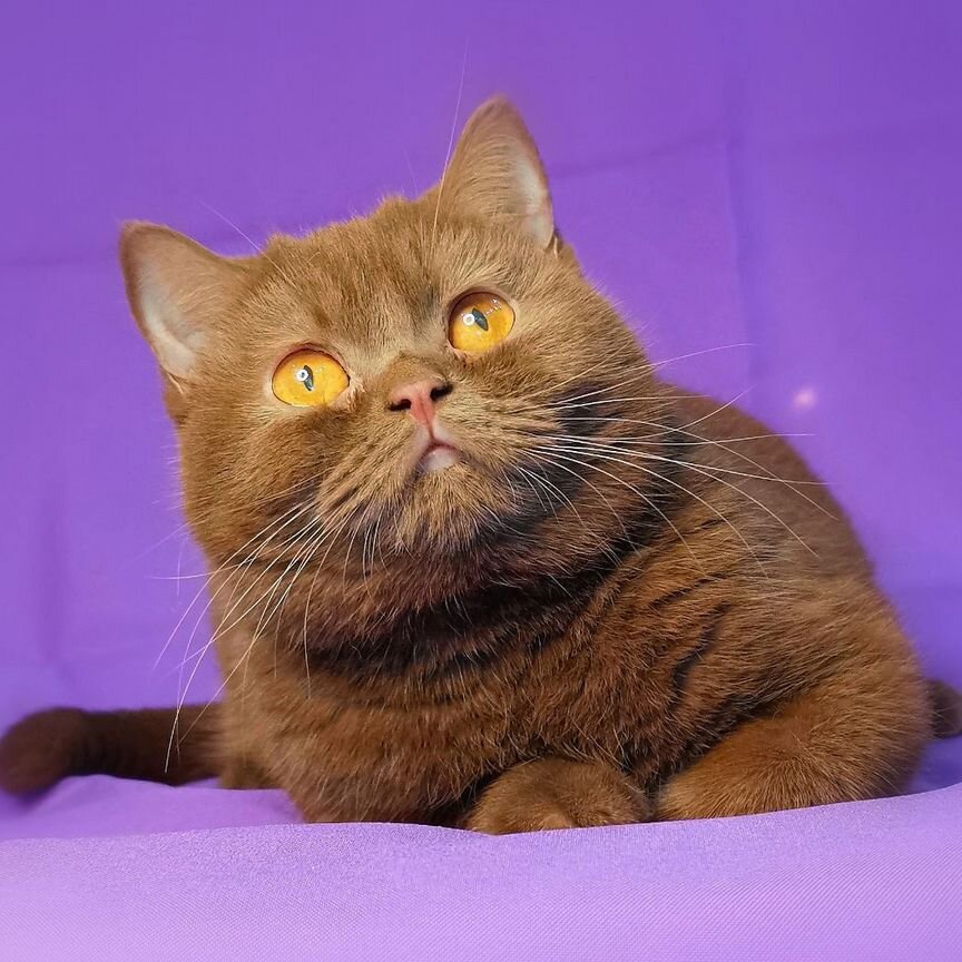 Британская короткошёрстная кошка, взрослая